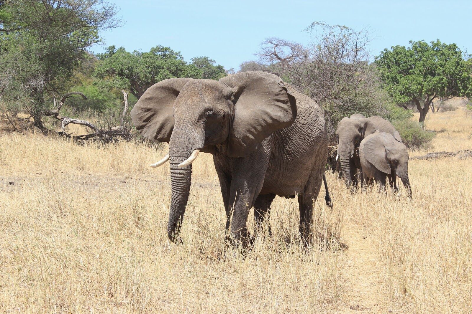 Northern Safari Tanzania | ONA SAFARI - catch the moment